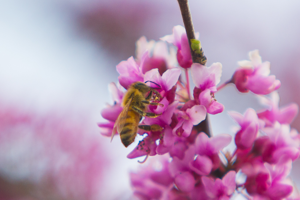 Blooms of Spring – Cundiff Creative